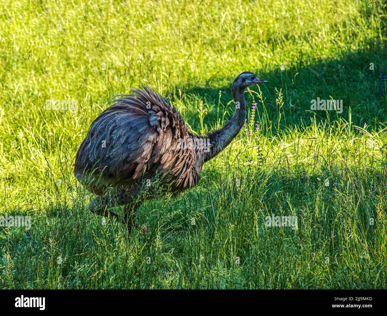 Darwin's rhea, Rhea pennata also known as the lesser rhea. It is a ...