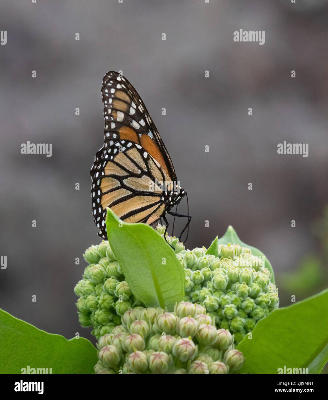A monarch butterfly in the leaves of a milkweed plant Stock Photo - Alamy