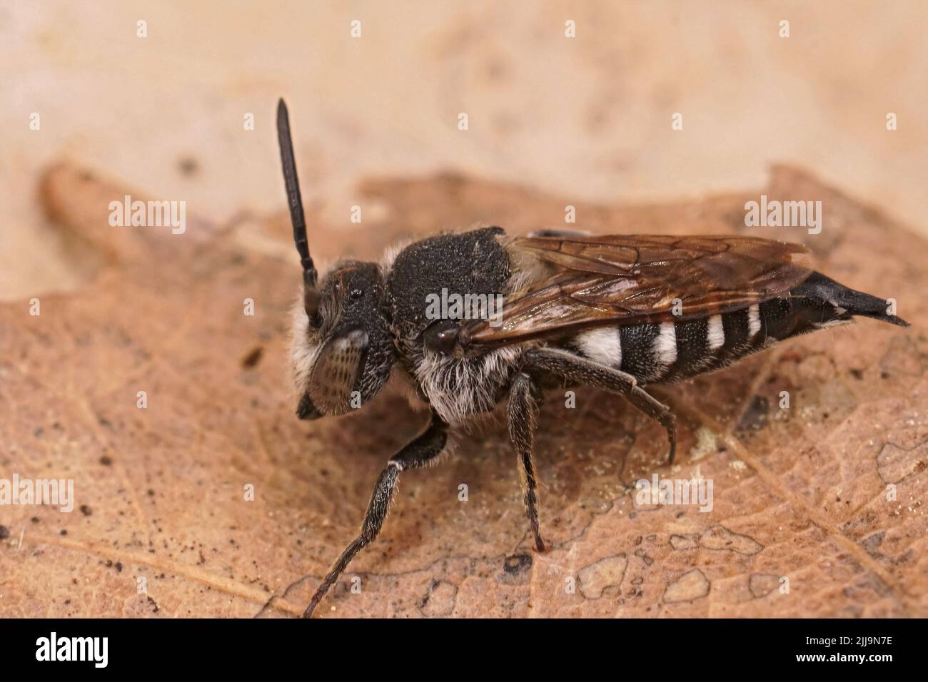 Detailed closeup on a female of the rare and locally endangered Large ...