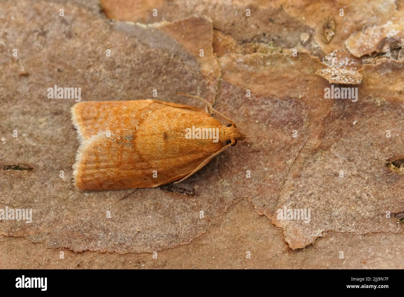 Detailed coseup on the small and orange privet tortrix, Clepsis ...