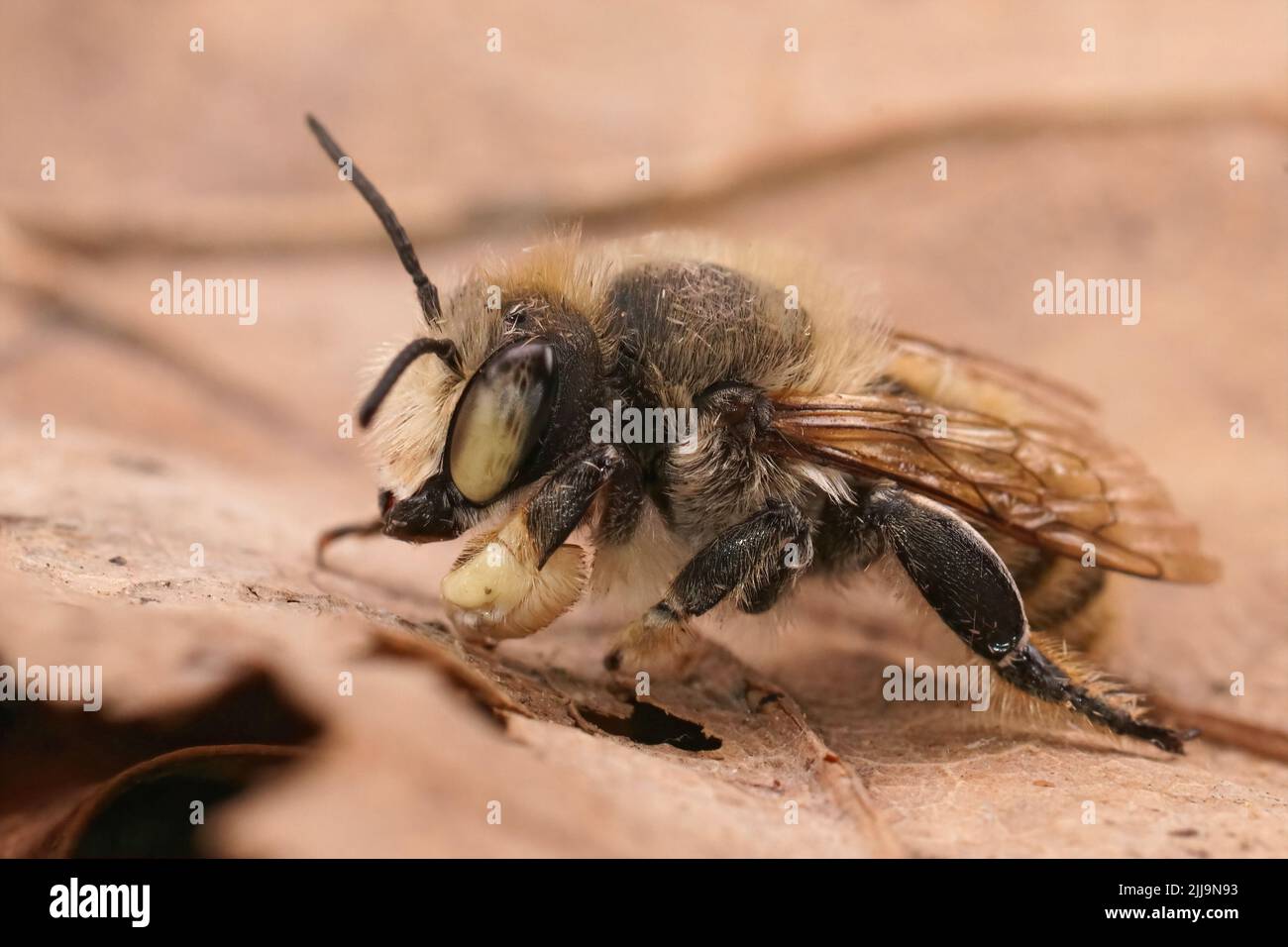 Closeup on a male Coast leafcutter solitary mason bee , Megachile ...
