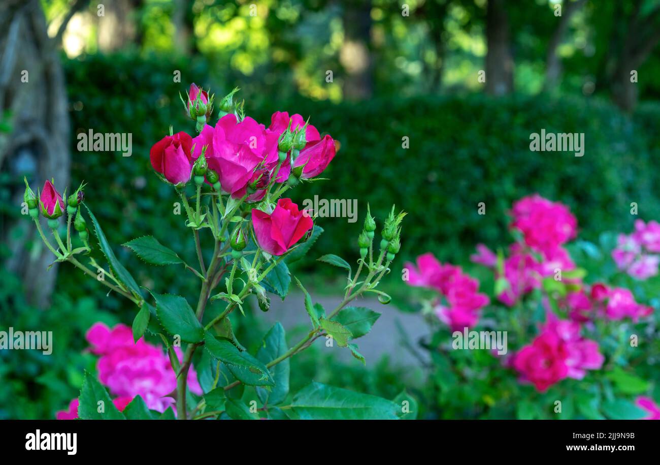 Buds of pink roses at the very beginning of their flowering Stock Photo ...