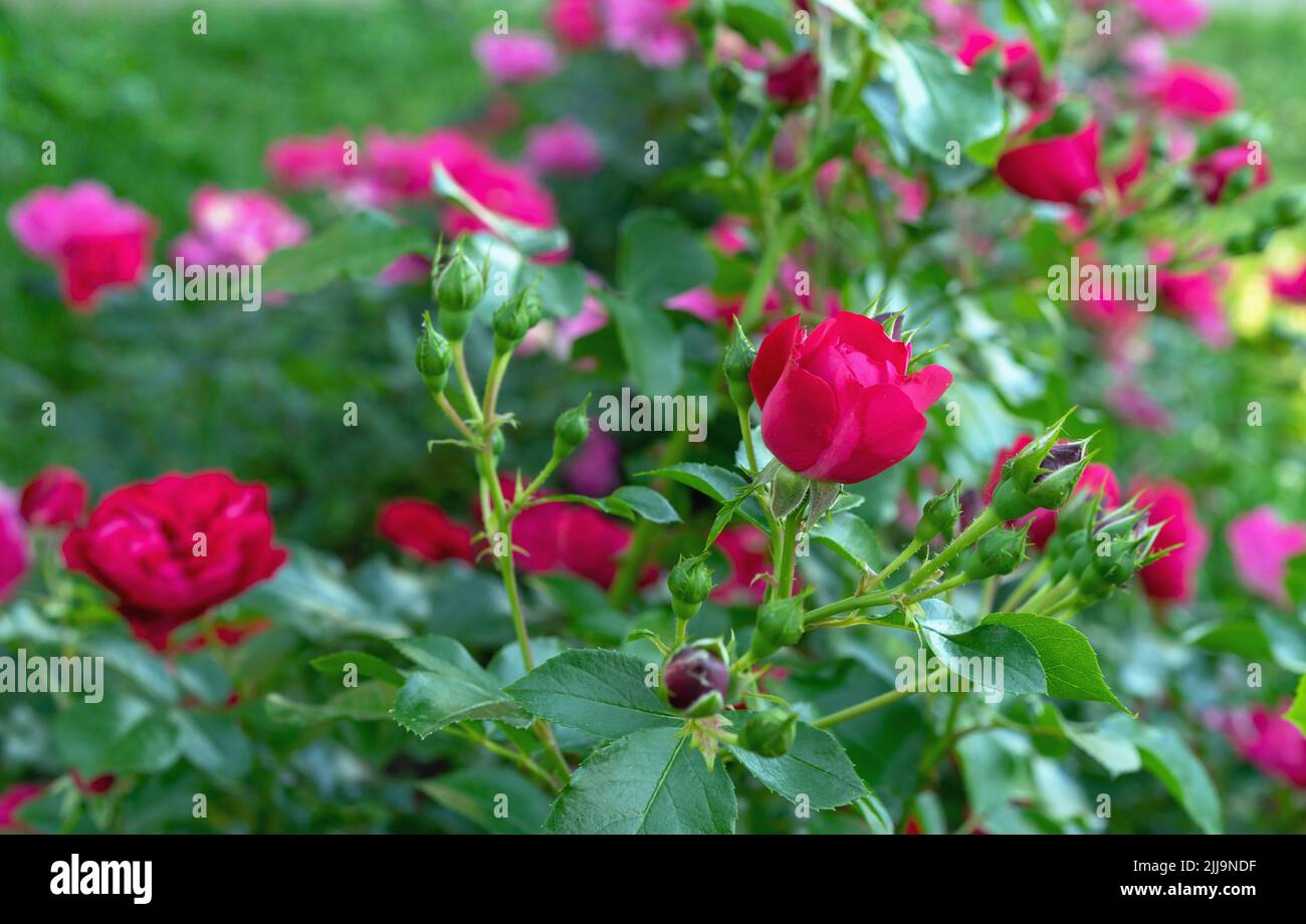 Buds of red roses at the very beginning of their flowering Stock Photo ...