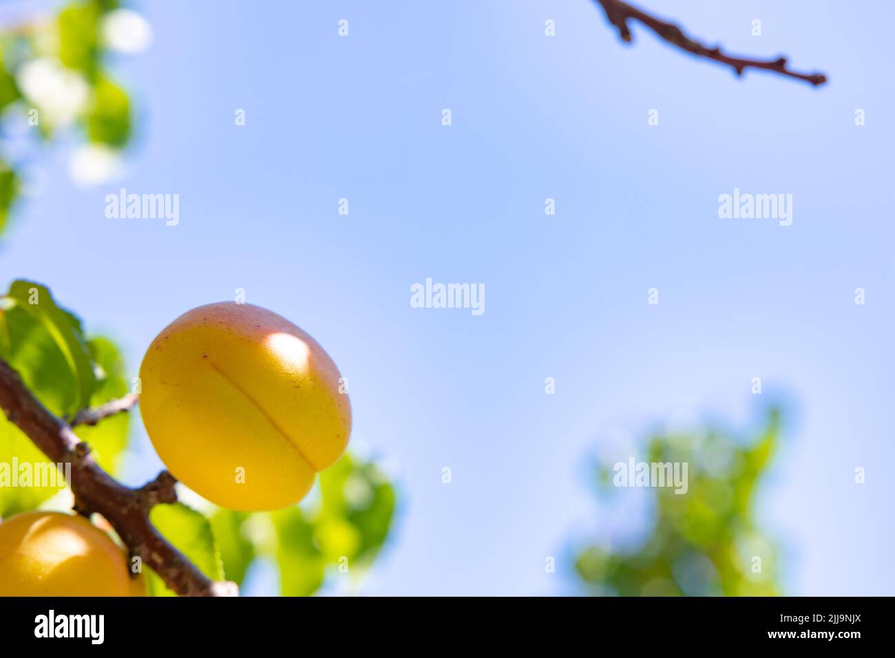 Juicy apricot on the tree. Raw healthy organic fruits background photo ...