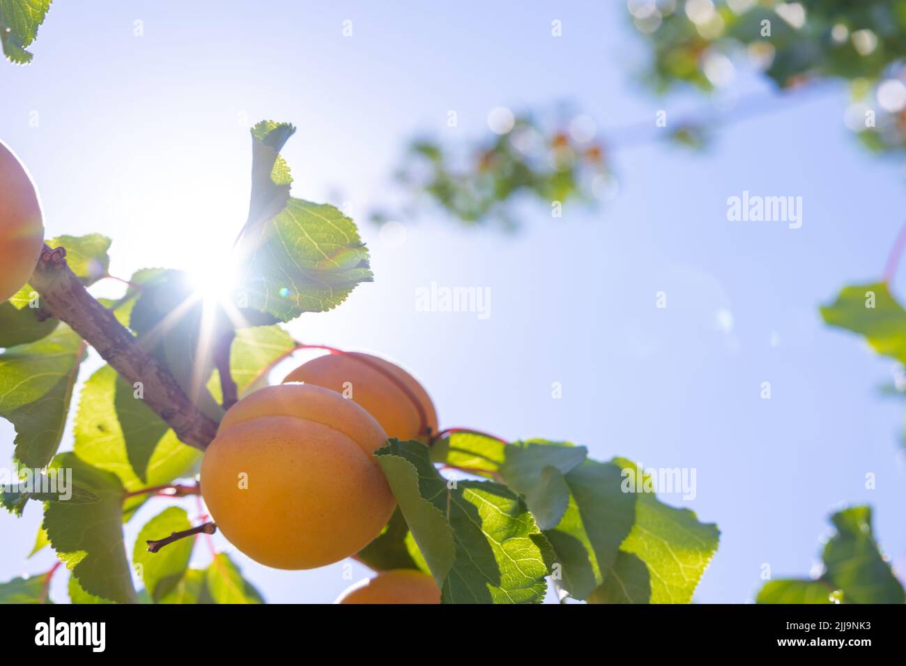 Apricots on the branch with direct sunlight. Raw healthy organic fruits ...
