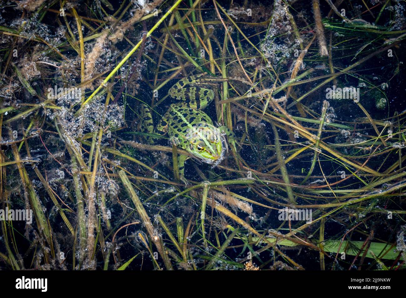 Overhead shot green frog hi-res stock photography and images - Alamy