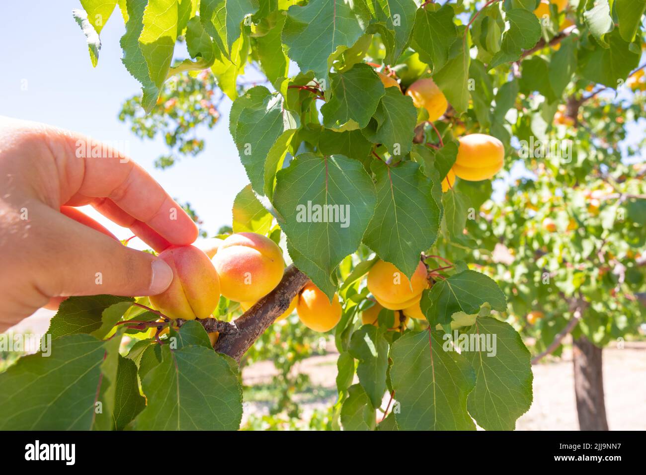 Harvesting fruits from tree. Man collectiong apricots from the tree ...