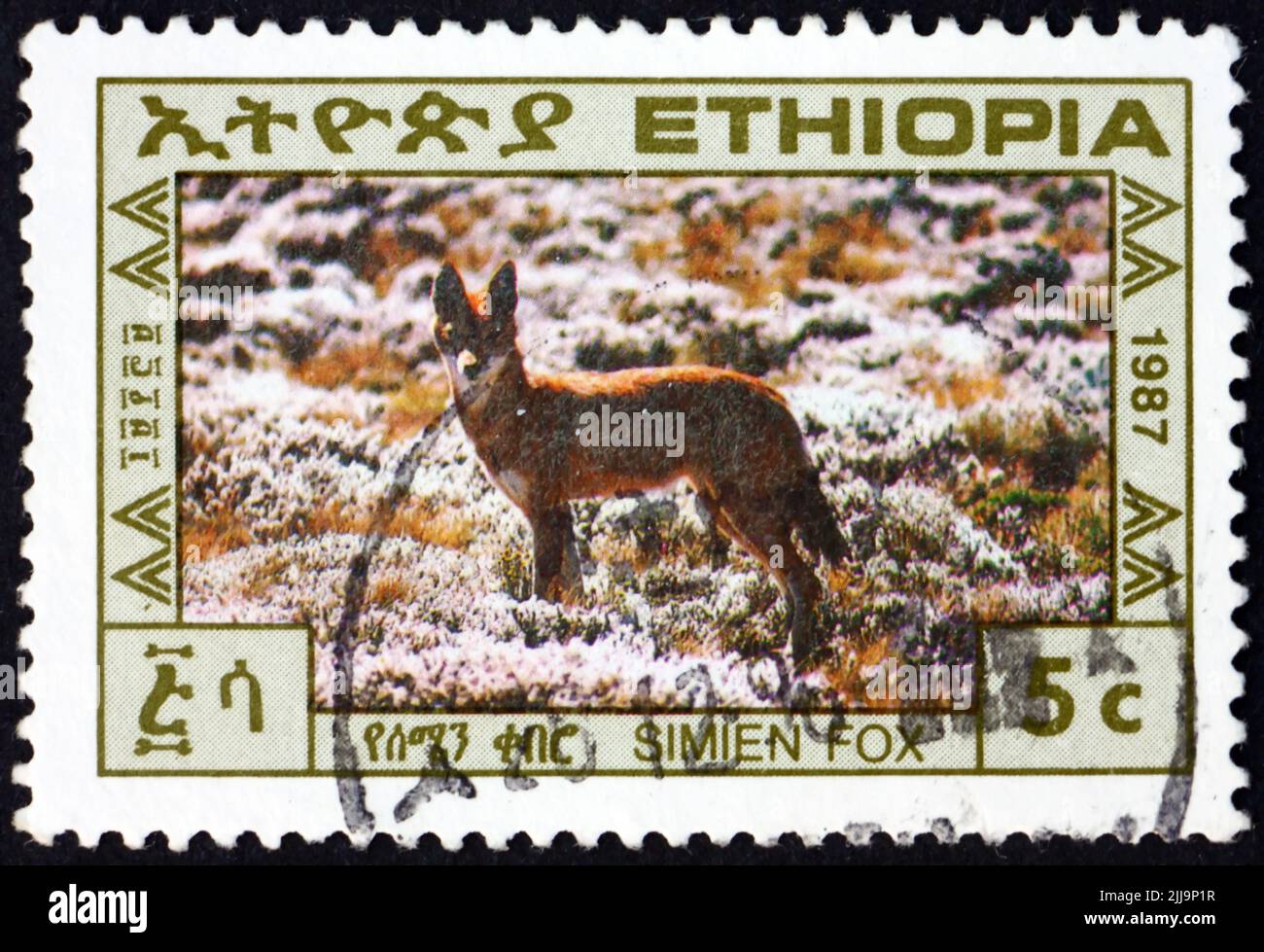 Simien fox hi-res stock photography and images - Alamy