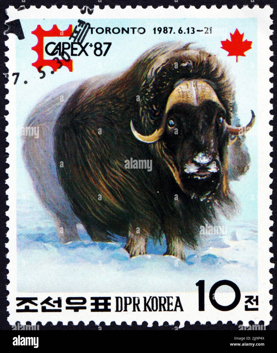 NORTH KOREA - CIRCA 1987: a stamp printed in North Korea shows musk ox ...