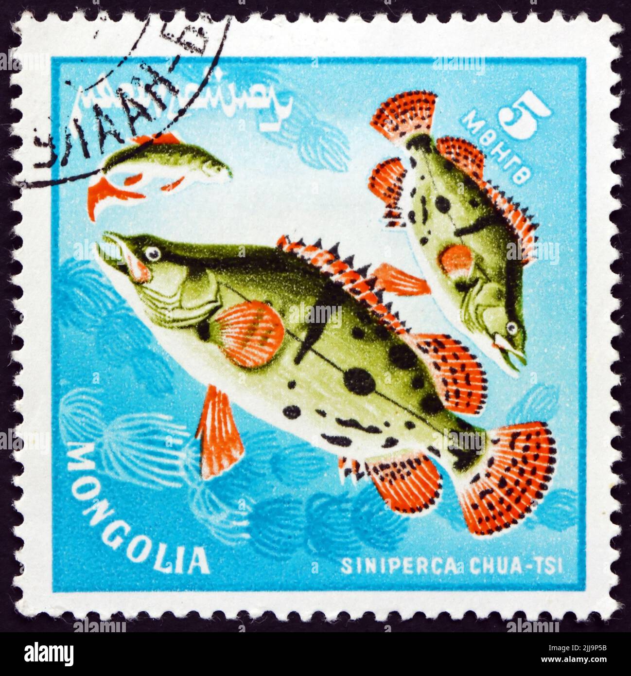 MONGOLIA - CIRCA 1965: a stamp printed in Mongolia shows Chinese perch ...