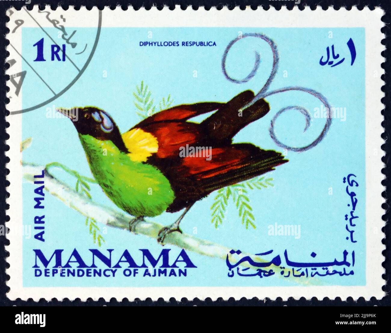 Wilson's bird of paradise hi-res stock photography and images - Alamy