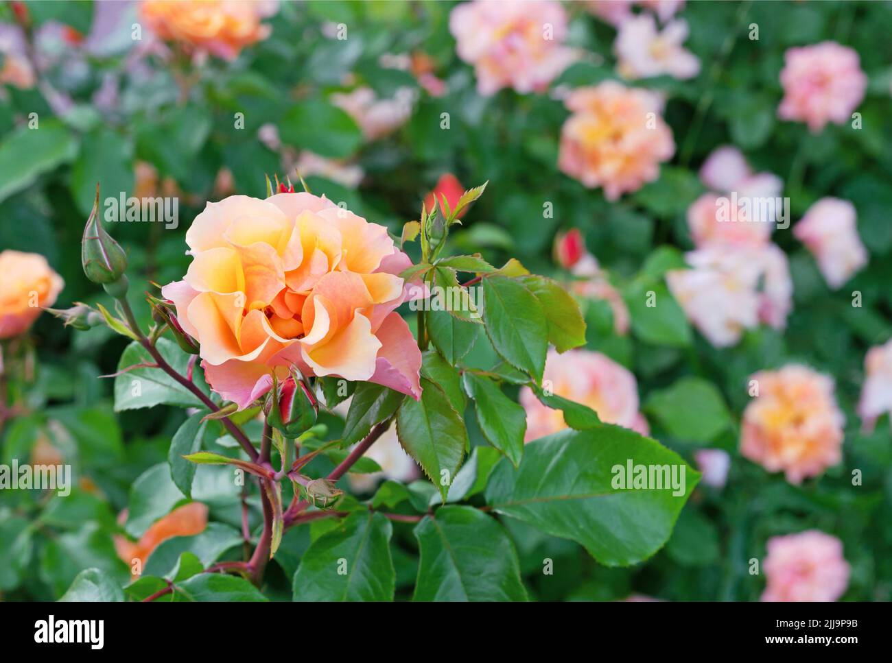 Orange tea rose or Bengal rose, Chinese rosehip, Indian rose blooms in ...