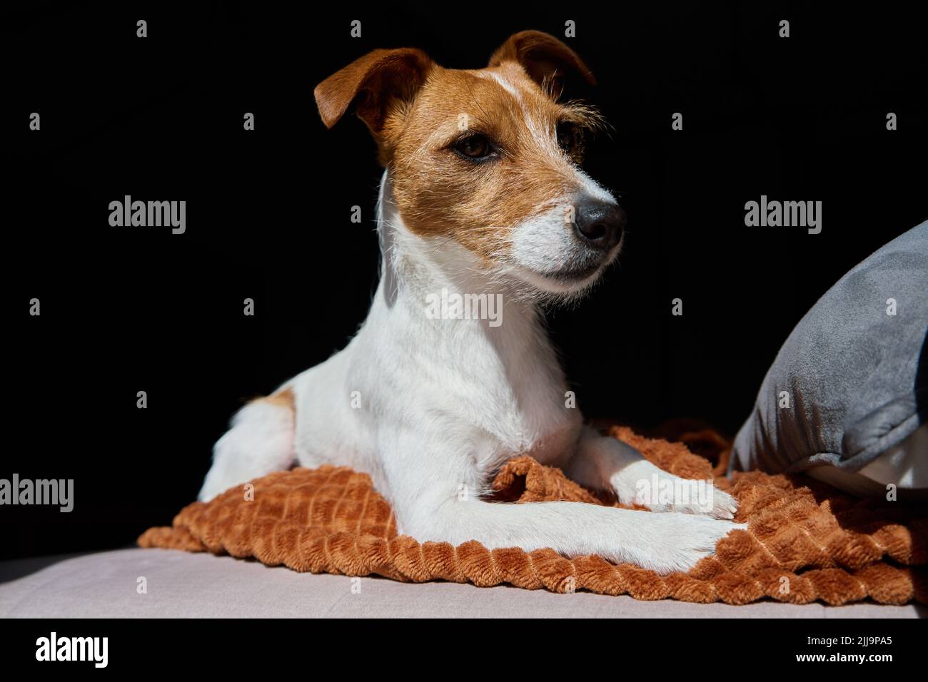 Sad dog lying on sofa, Portrait of Jack Russell terrier on black ...
