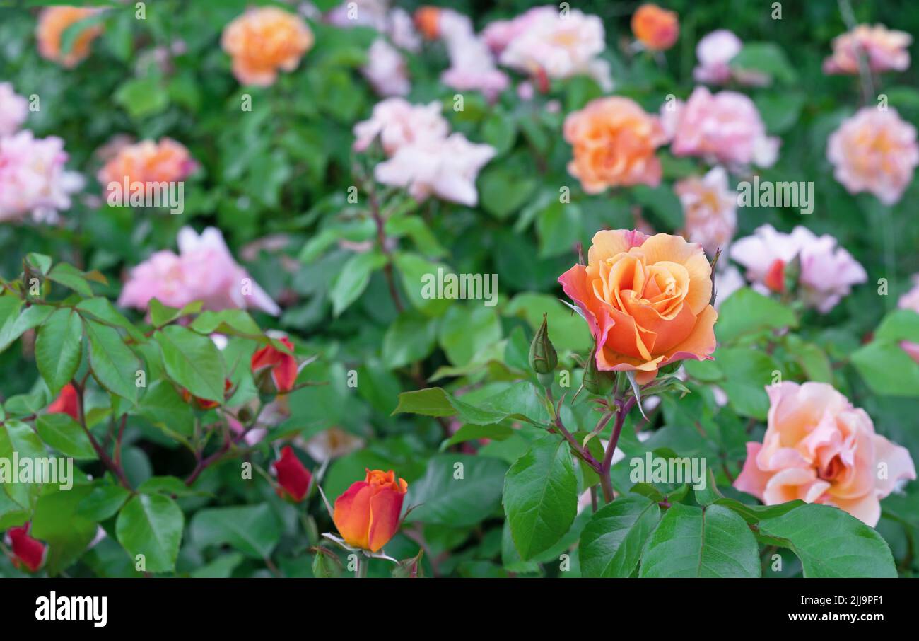 Orange tea rose or Bengal rose, Chinese rosehip, Indian rose blooms in ...