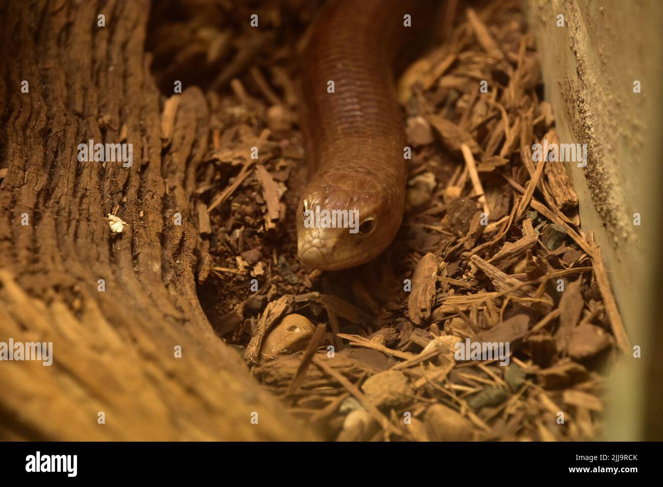 A look into the face of a European glass lizard or a legless lizard ...