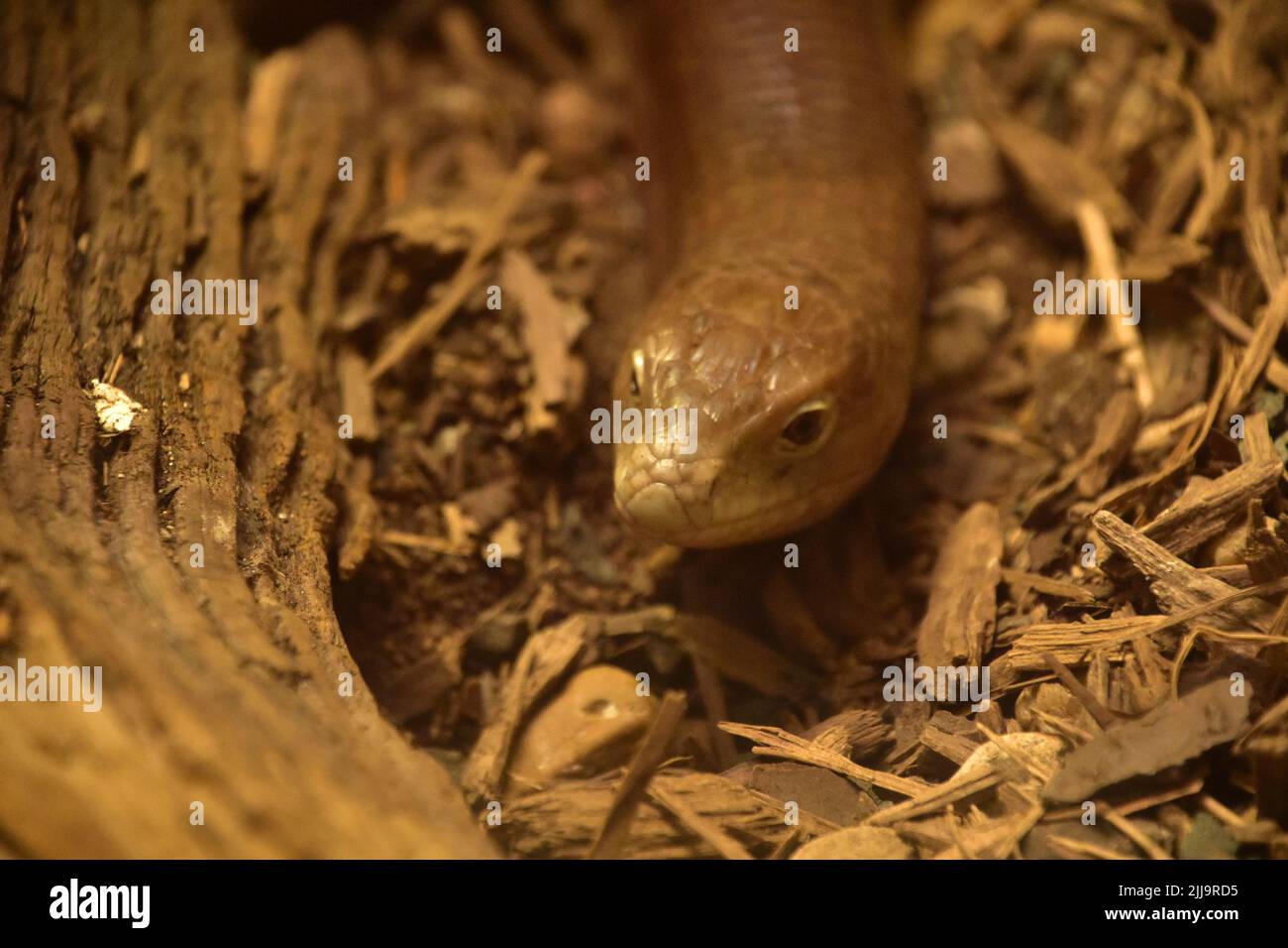 Amazing look into the face of a slithering European glass lizard Stock ...