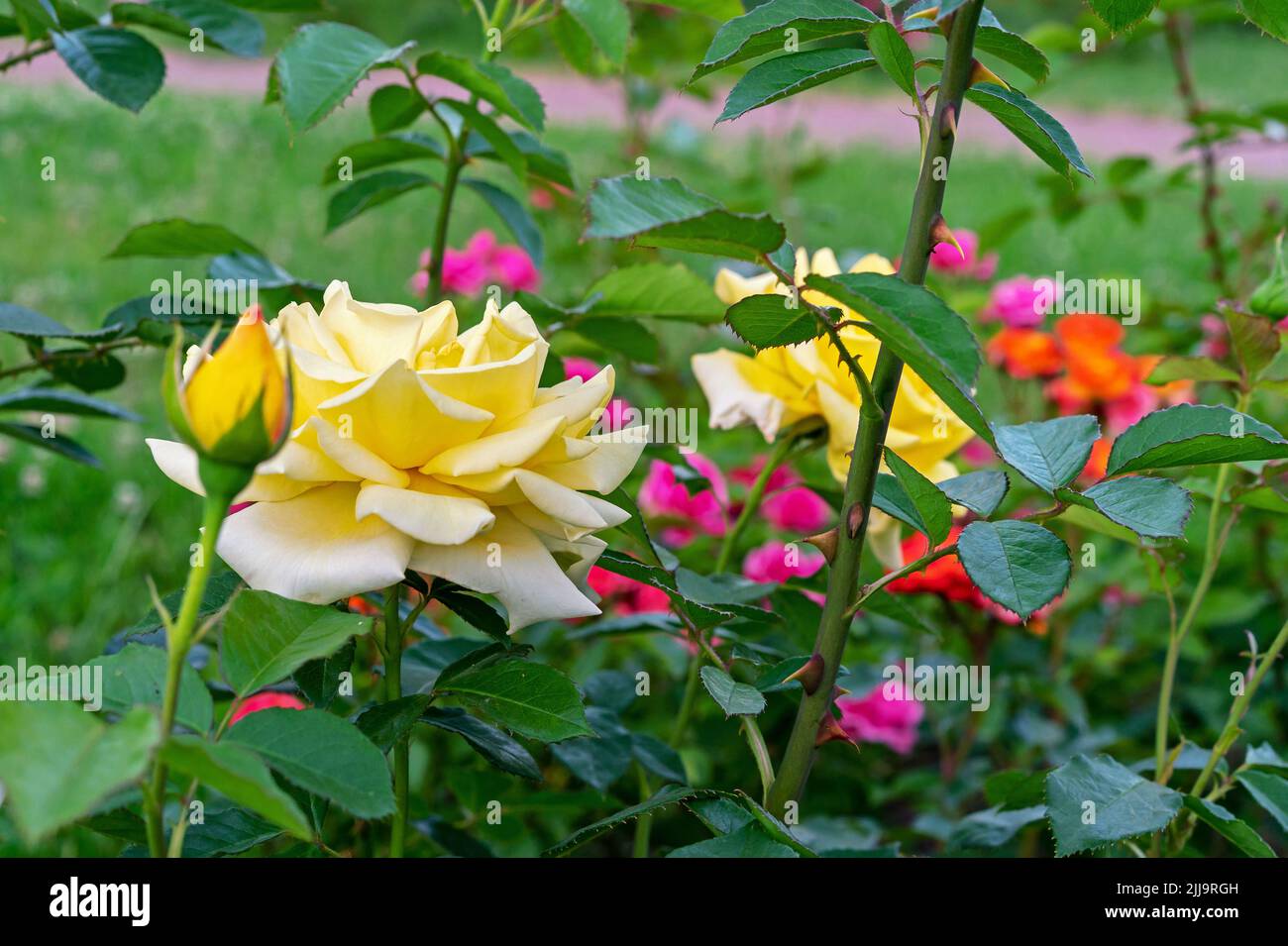 Yellow roses bloom in the rose garden in summer. Rose bloom Stock Photo ...