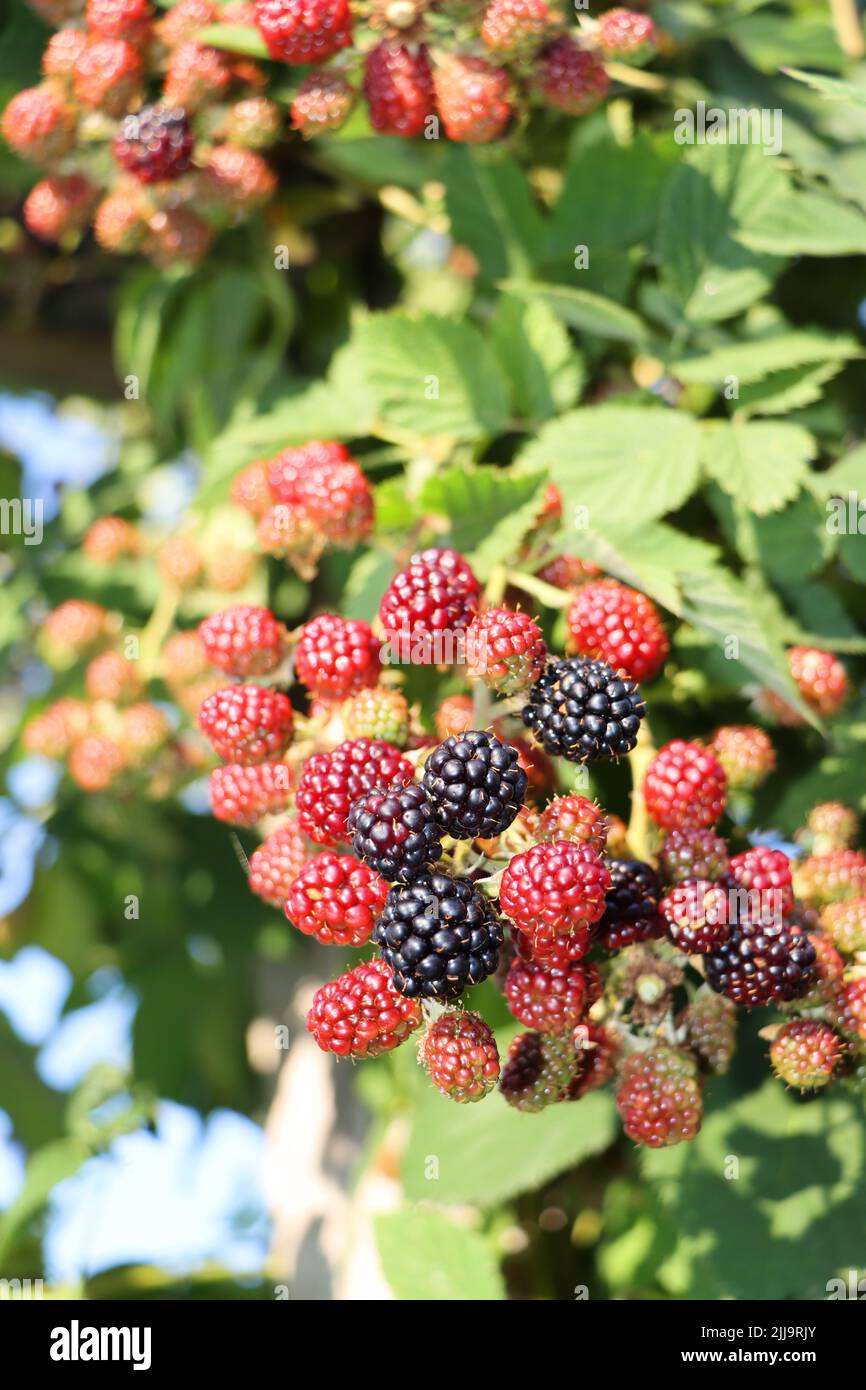 reap balckberry hanging down. rasberry enjoy summer with sun and blue ...