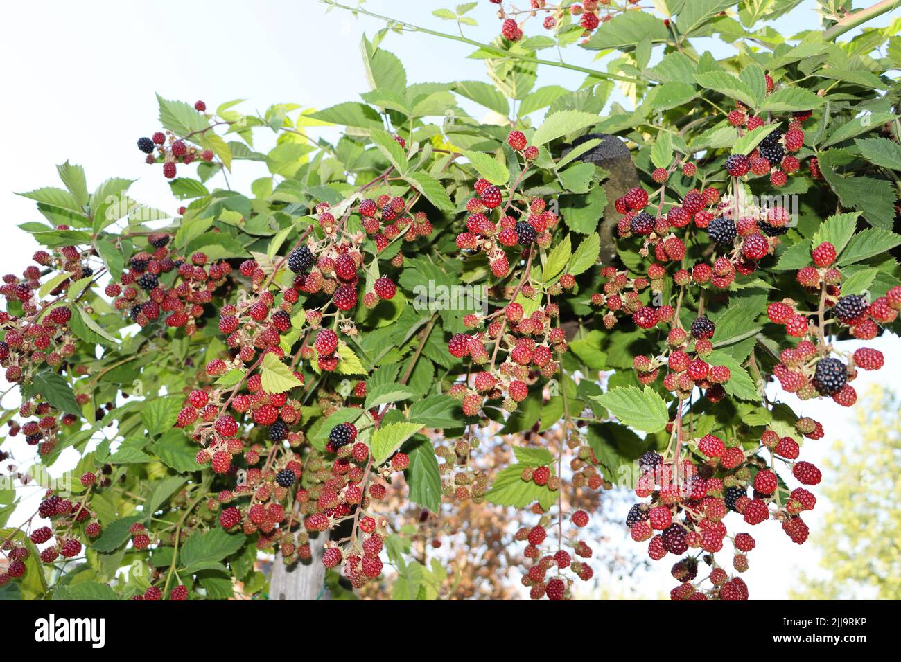 reap balckberry hanging down. rasberry enjoy summer with sun and blue ...