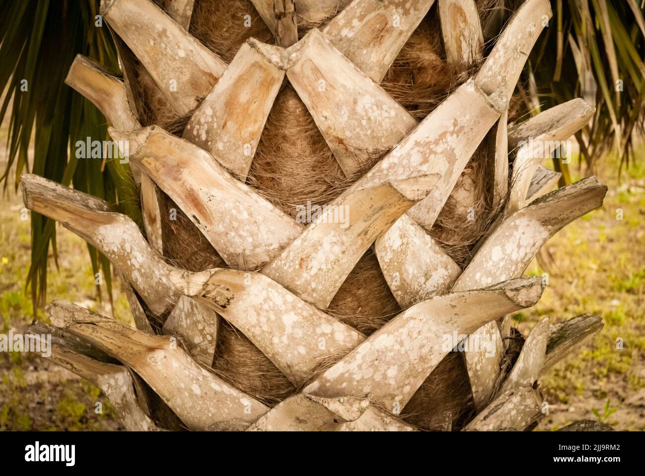 Closeup palm tree bark hi-res stock photography and images - Alamy