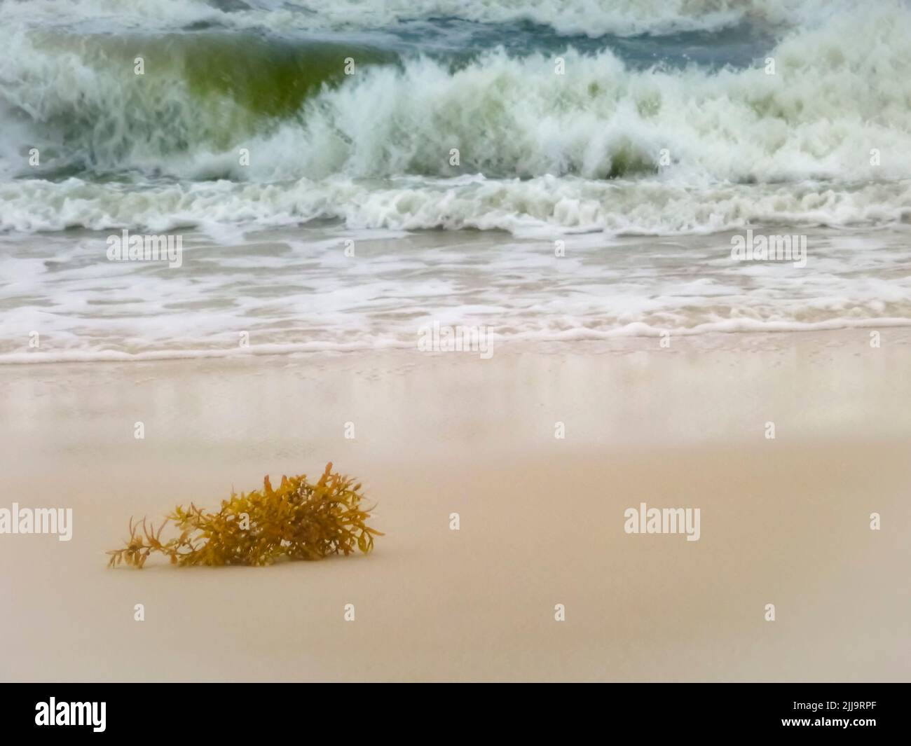 Rough waves cast seaweed onto sandy shore Stock Photo - Alamy