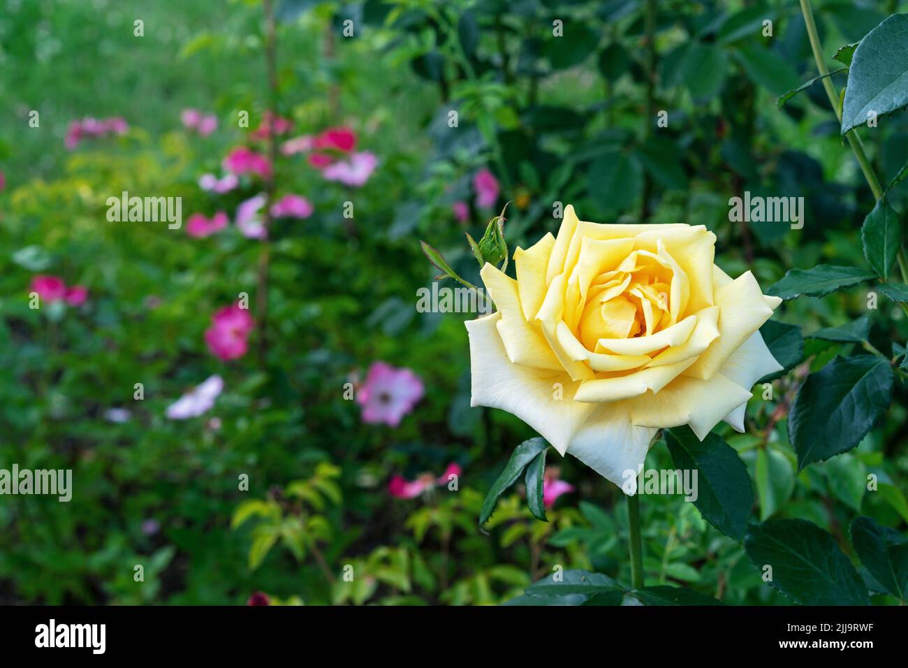 Yellow rose bloom in the rose garden in summer. Rose bloom Stock Photo ...