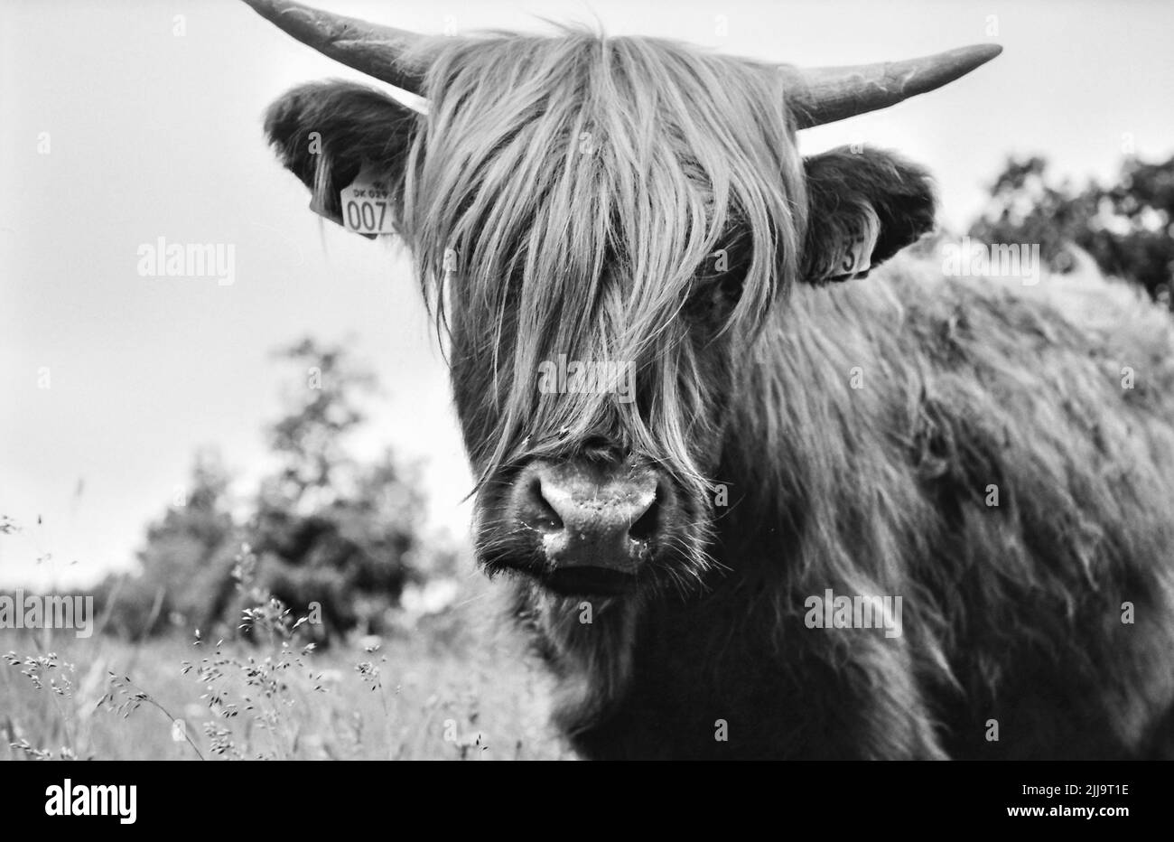 Bull looking Black and White Stock Photos & Images - Alamy