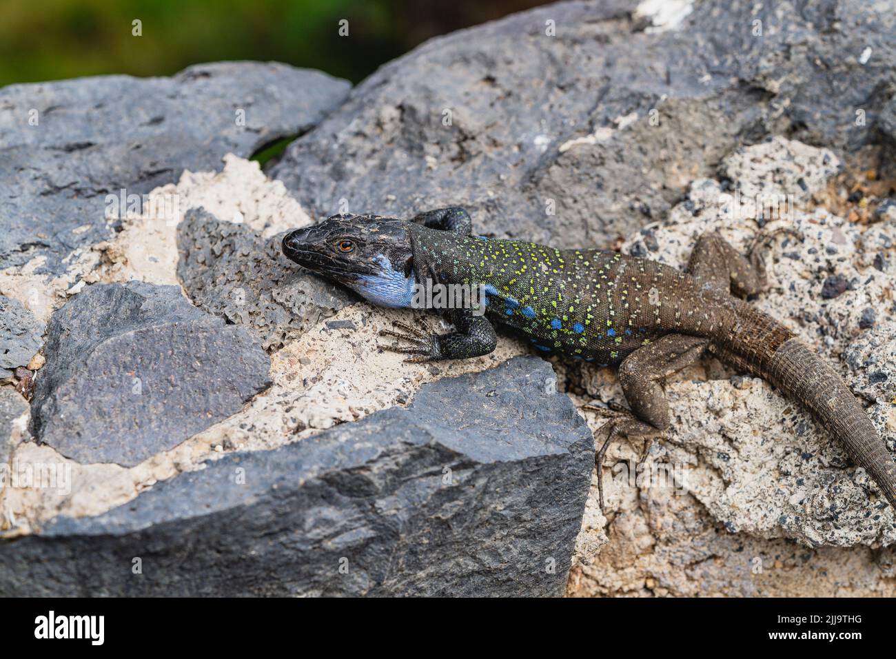 Gallotia galloti. Endemic lizard of the islands of Tenerife and La ...