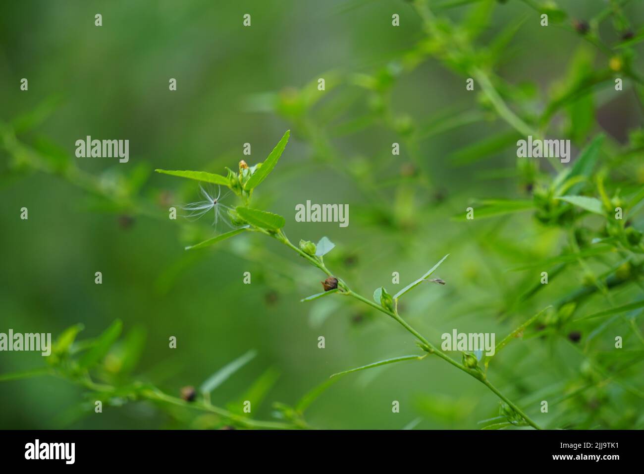 Sida acuta (aslo called common wireweed, sidaguri,sidogori) with ...