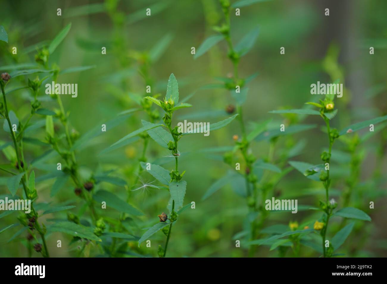 Sida acuta (aslo called common wireweed, sidaguri,sidogori) with ...