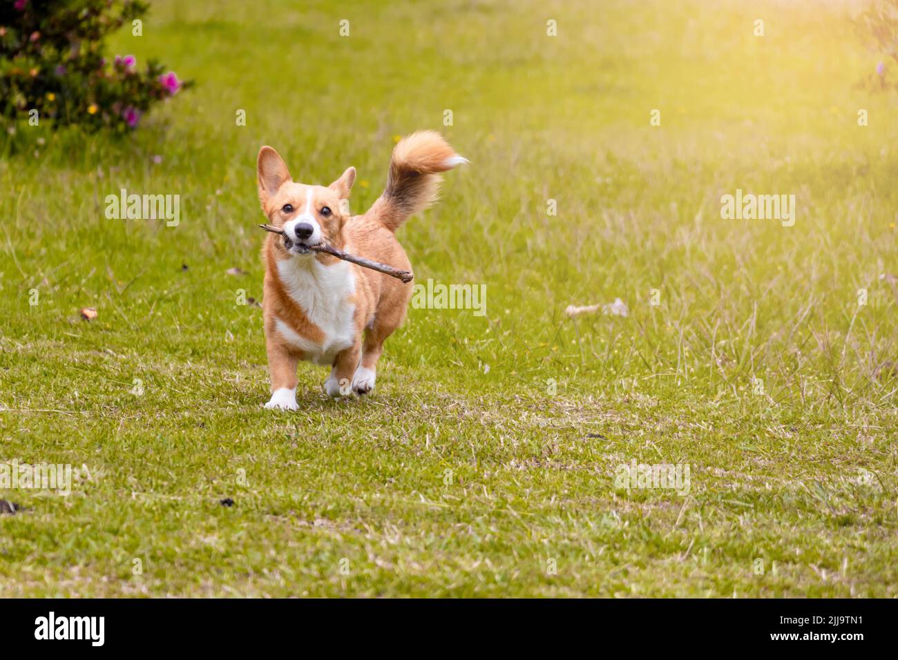 A view of a cute dog with a branch in a mouth in the field Stock Photo ...