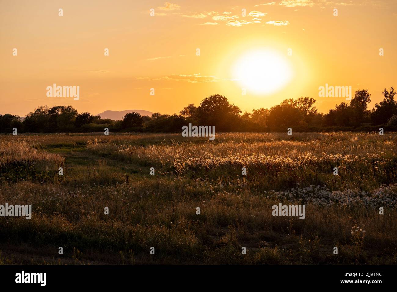 Beautiful summer sunset over Sava riverbanks, behind tall grass full of ...