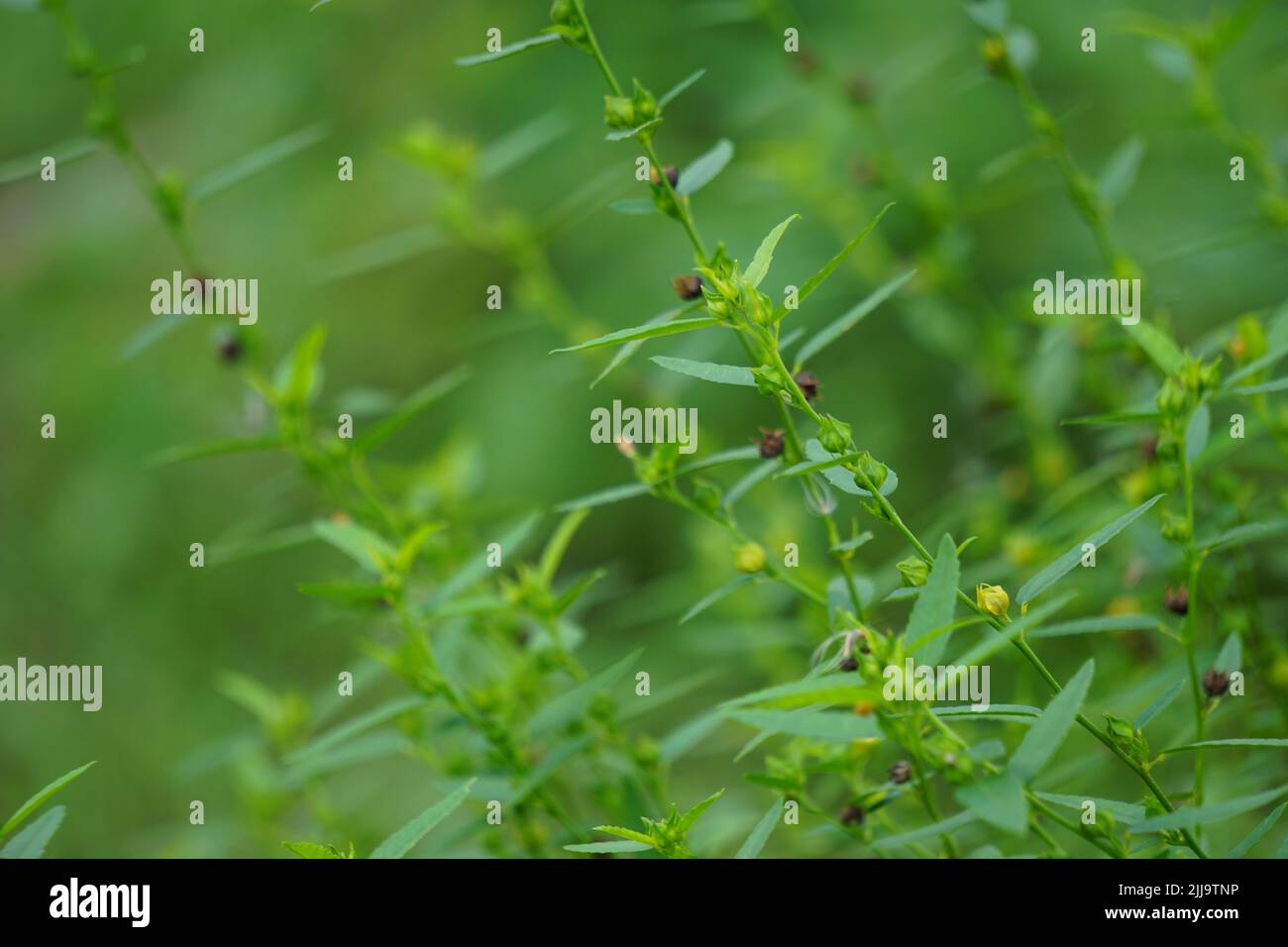 Sida acuta (aslo called common wireweed, sidaguri,sidogori) with ...