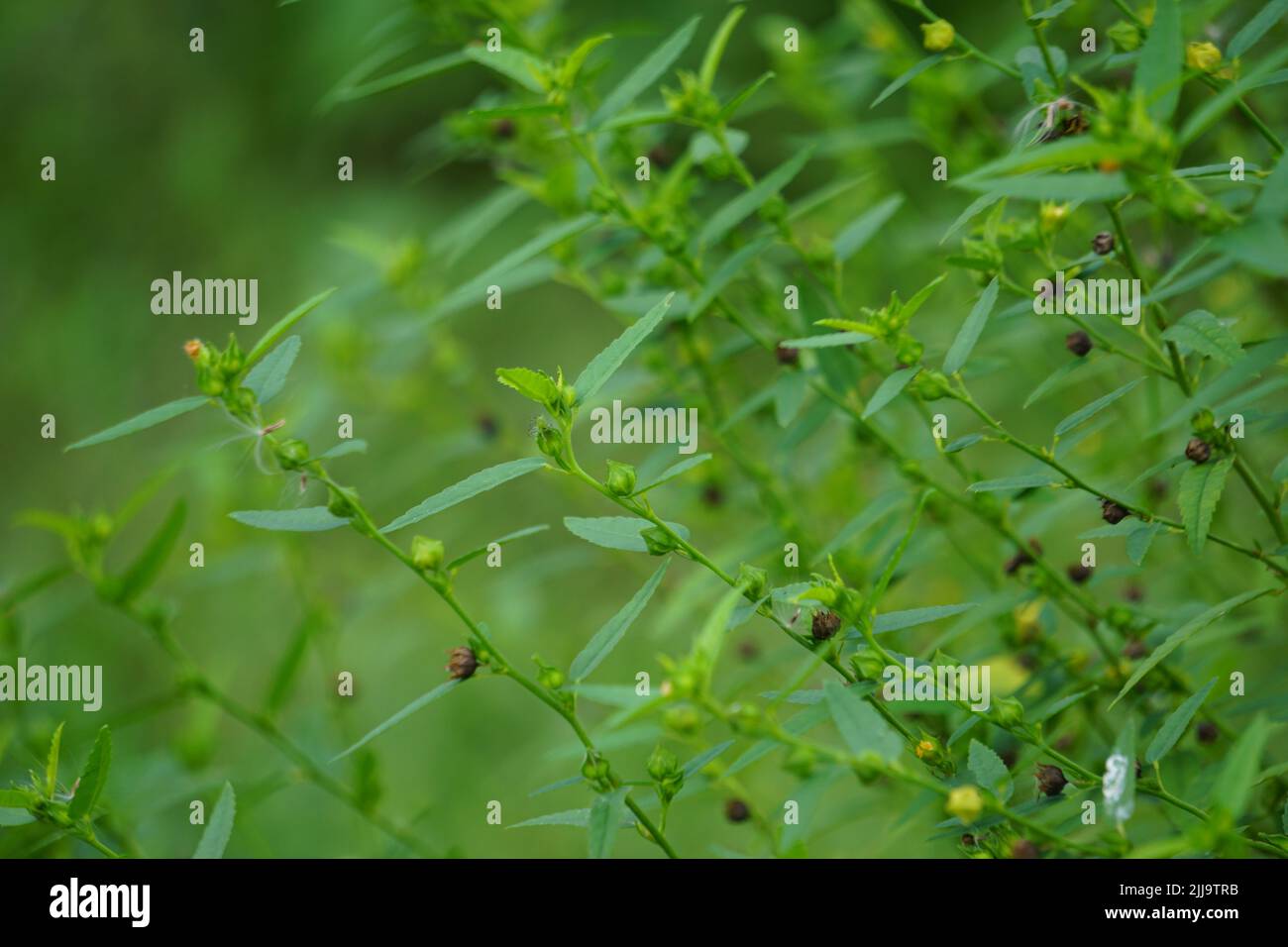 Sida acuta (aslo called common wireweed, sidaguri,sidogori) with ...