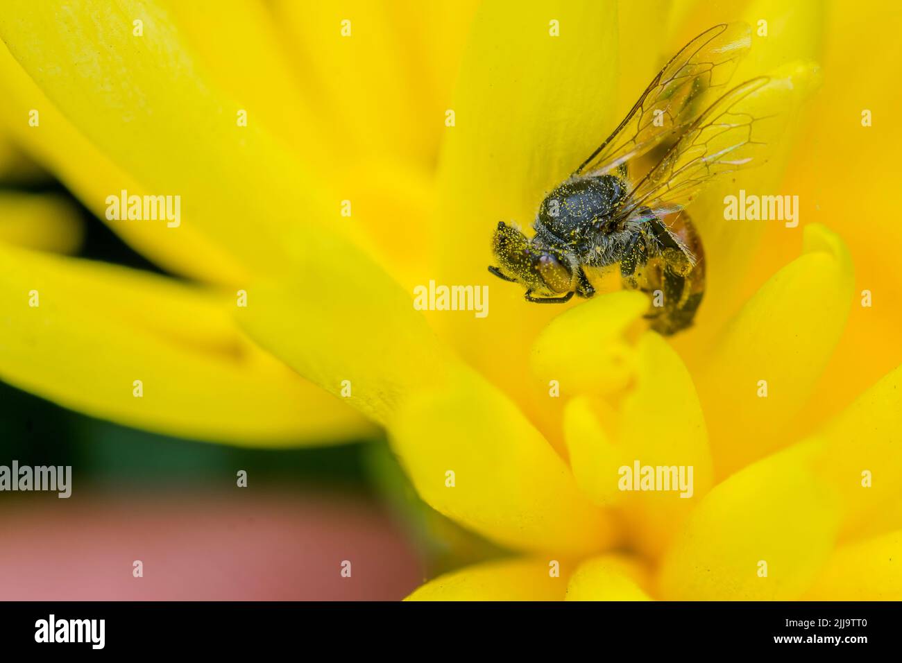 Dead bee on the yellow-colored flower petal Stock Photo - Alamy