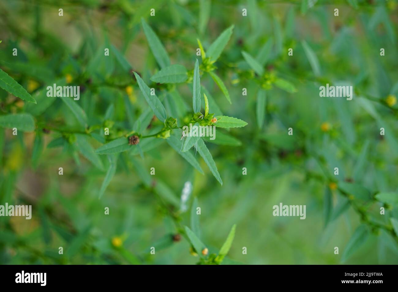 Sida acuta (aslo called common wireweed, sidaguri,sidogori) with ...