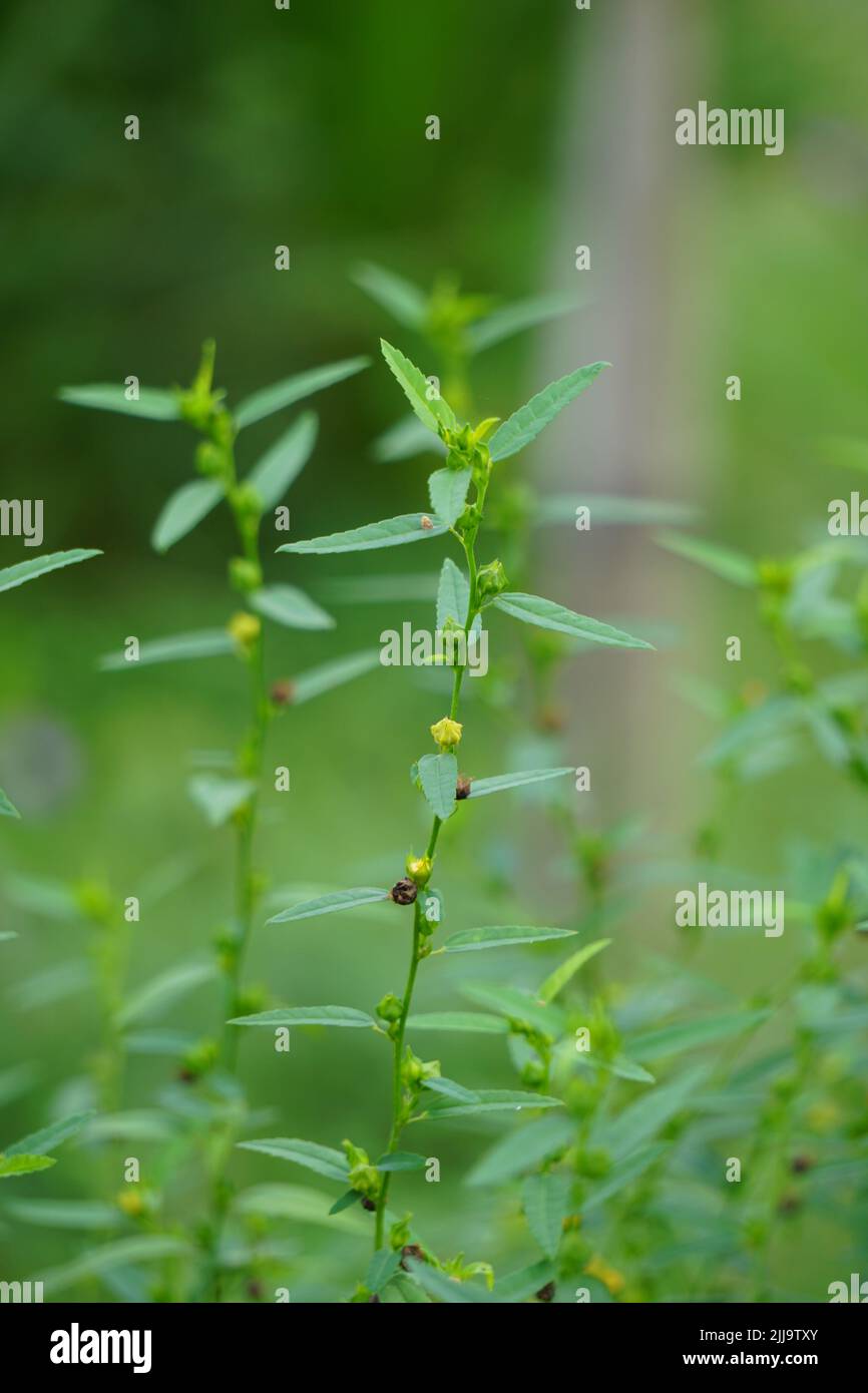 Sida acuta (aslo called common wireweed, sidaguri,sidogori) with ...