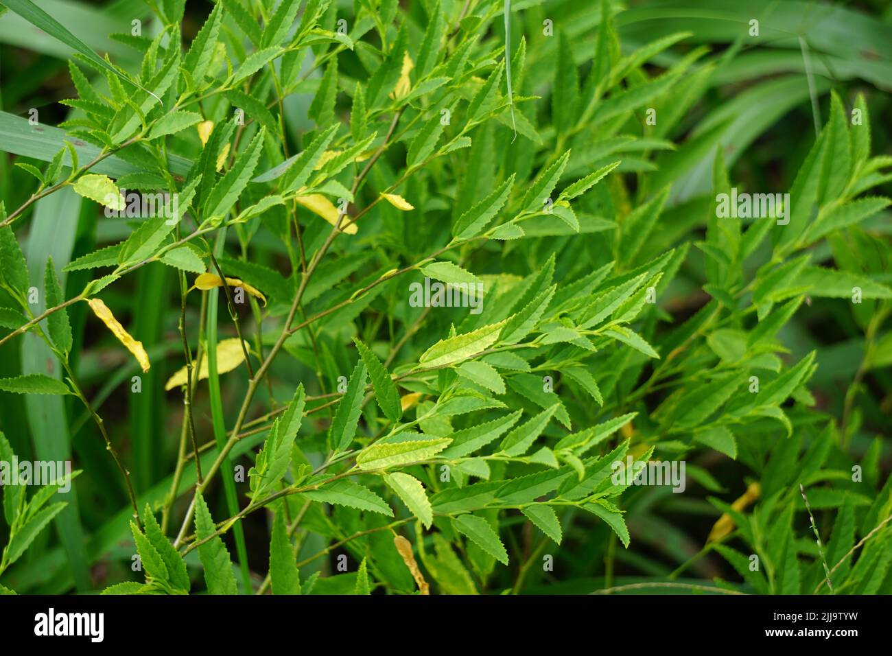 Sida acuta (aslo called common wireweed, sidaguri,sidogori) with ...