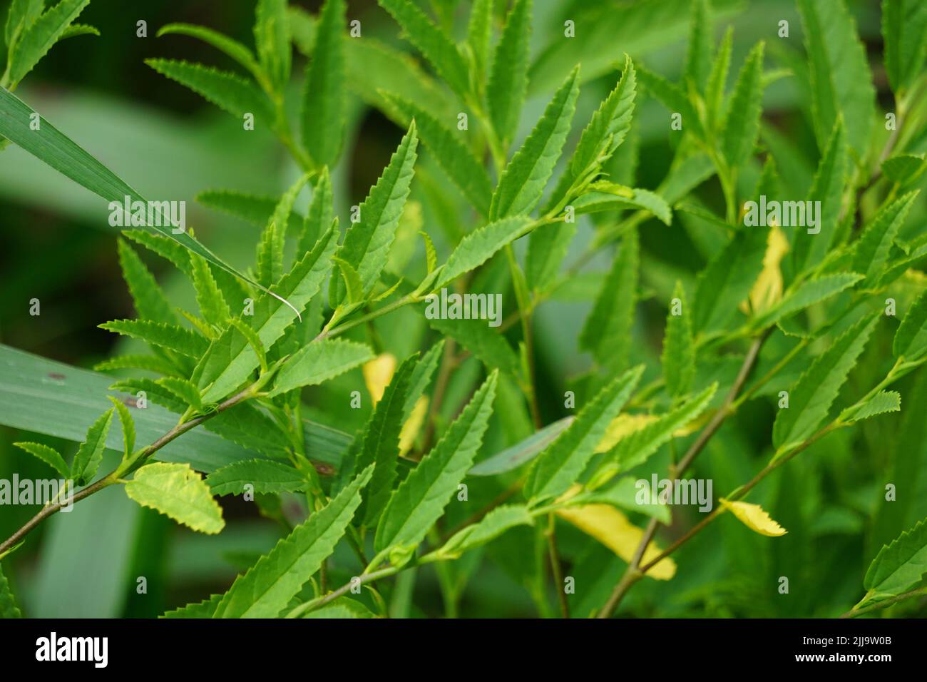 Sida acuta (aslo called common wireweed, sidaguri,sidogori) with ...