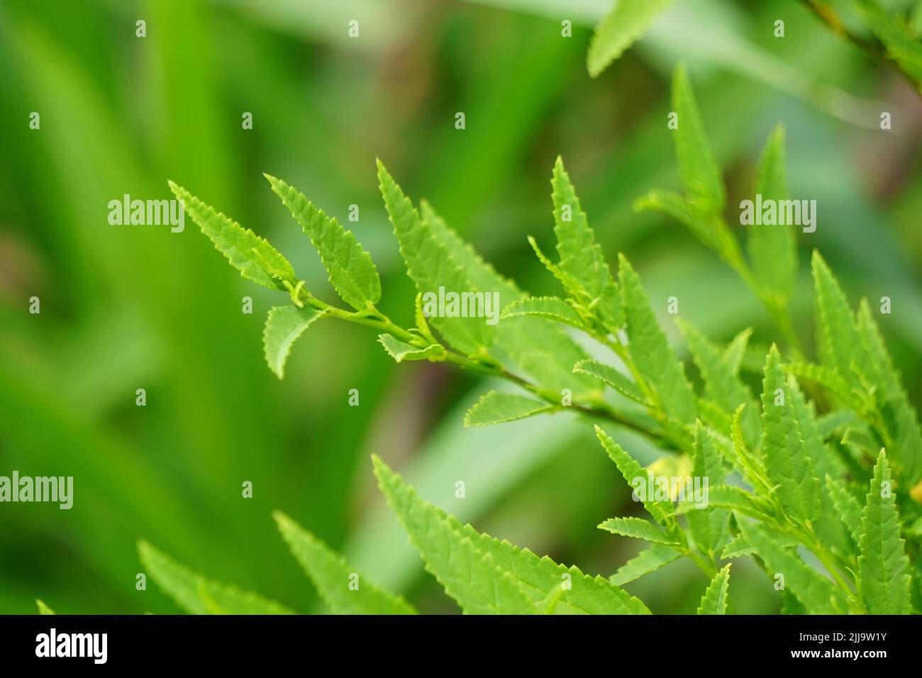 Sida acuta (aslo called common wireweed, sidaguri,sidogori) with ...