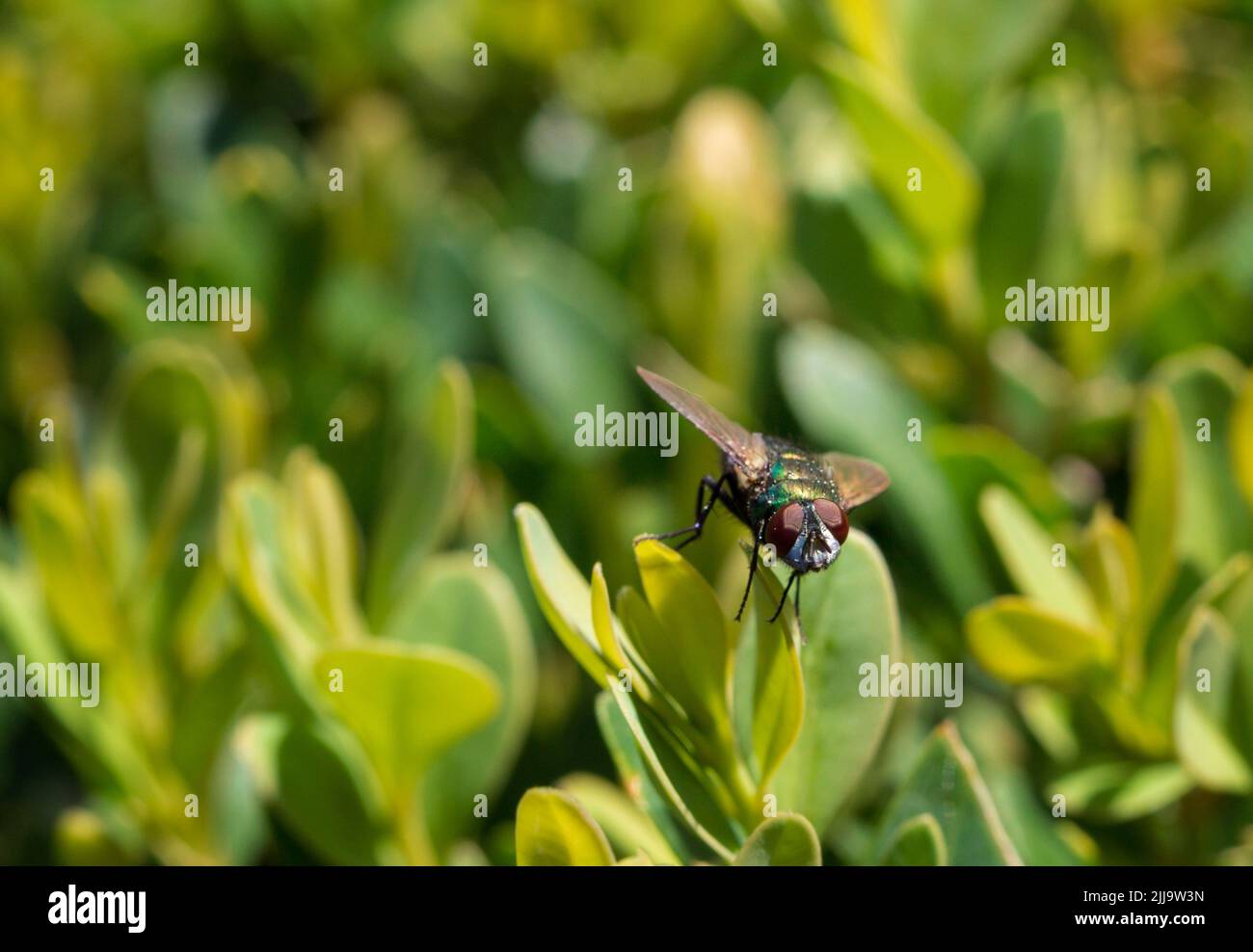 Common fly on a garden plant Stock Photo - Alamy