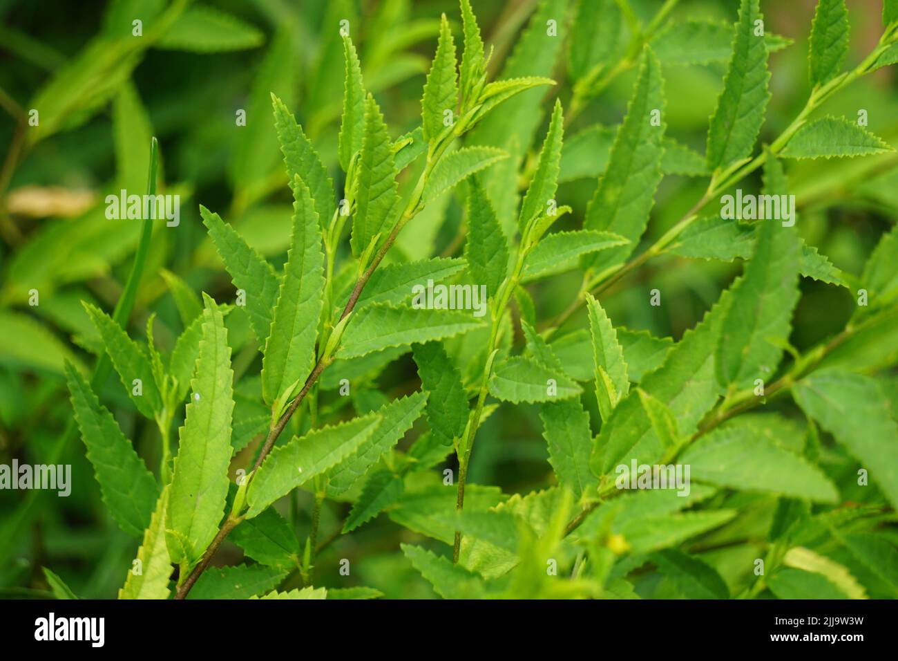 Sida acuta (aslo called common wireweed, sidaguri,sidogori) with ...