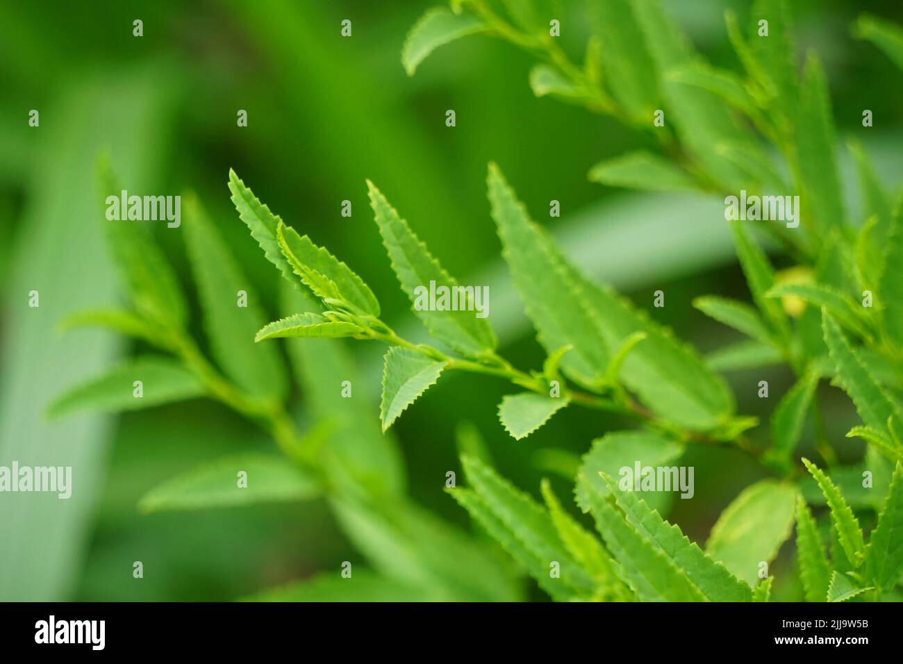 Sida acuta (aslo called common wireweed, sidaguri,sidogori) with ...