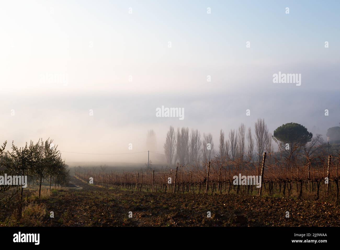 A vineyard field in the middle of mist and fog, with some barely ...