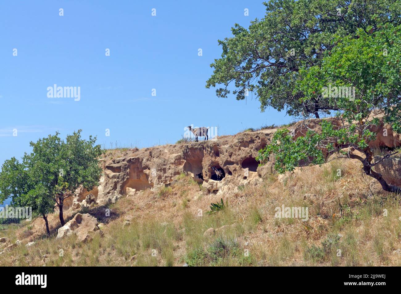 Inquisitive goats hiding from the hot sun, sandstone caves, Tilos ...