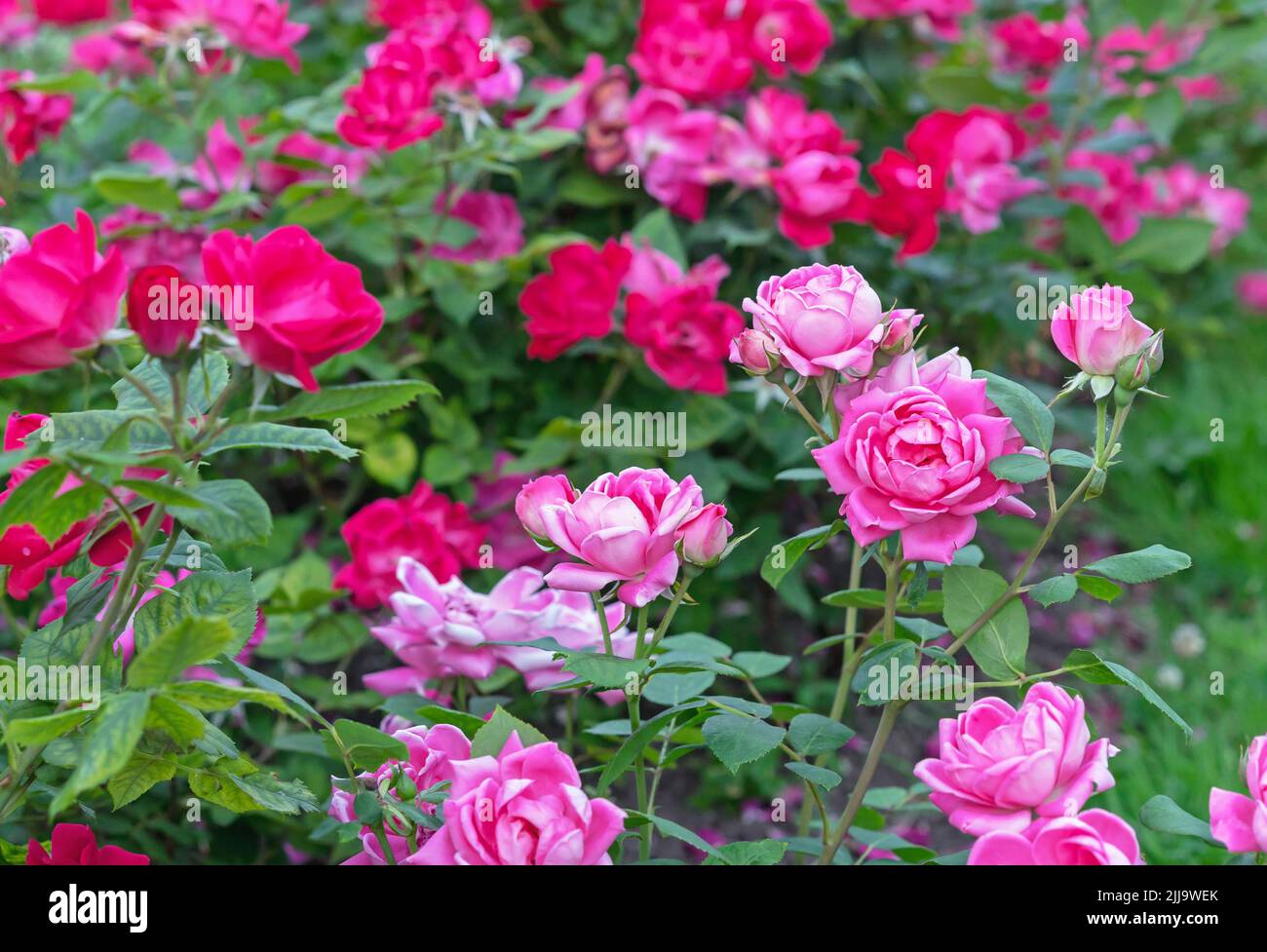 Flowerbed with blooming pink and red roses in the rose garden in summer ...