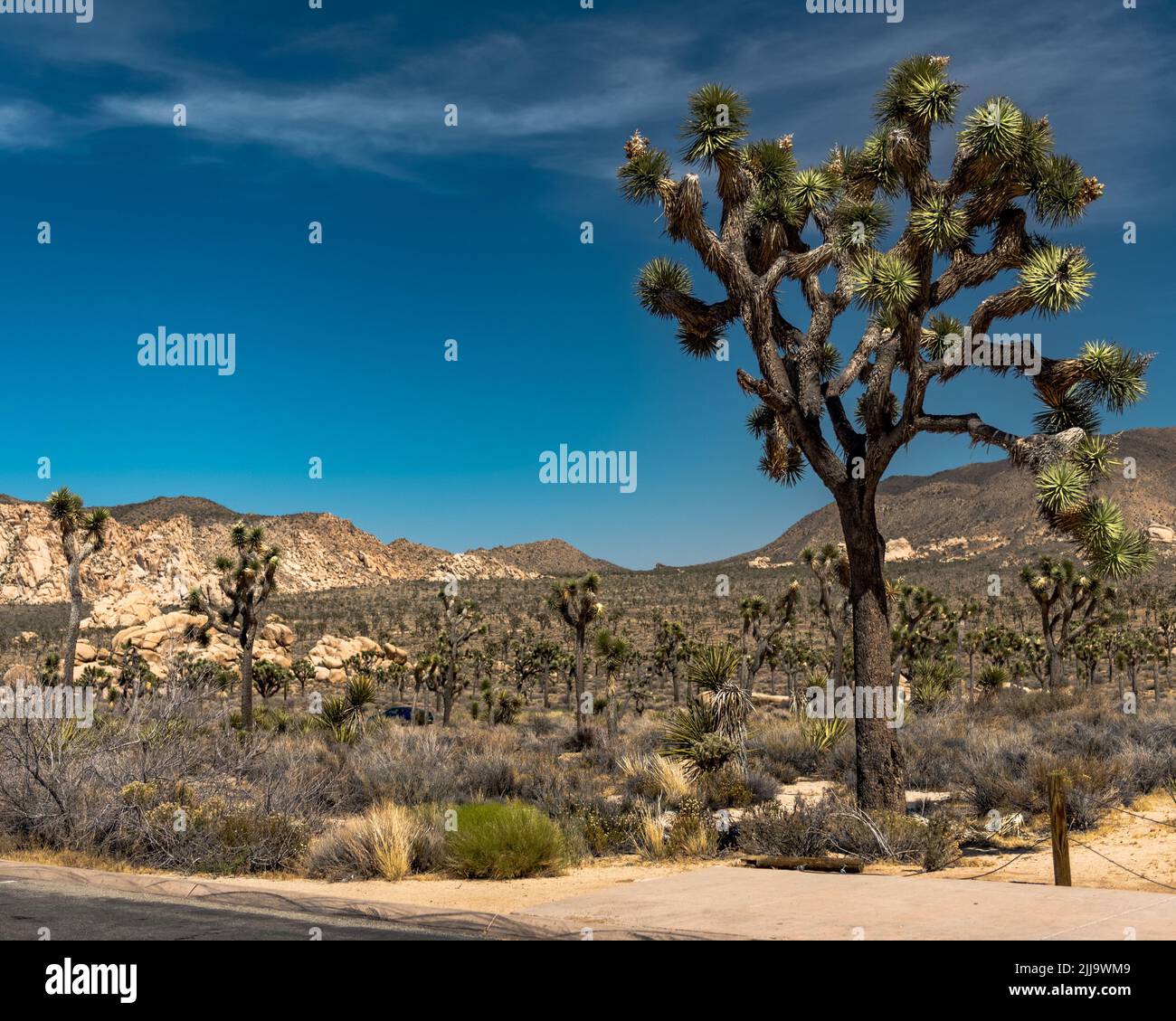 The Joshua Trees (Yucca brevifolia) in the national park in California ...