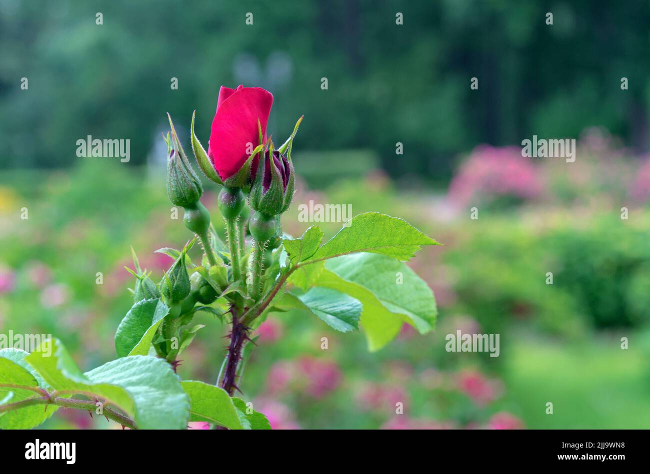 Buds of red roses at the very beginning of their flowering Stock Photo ...