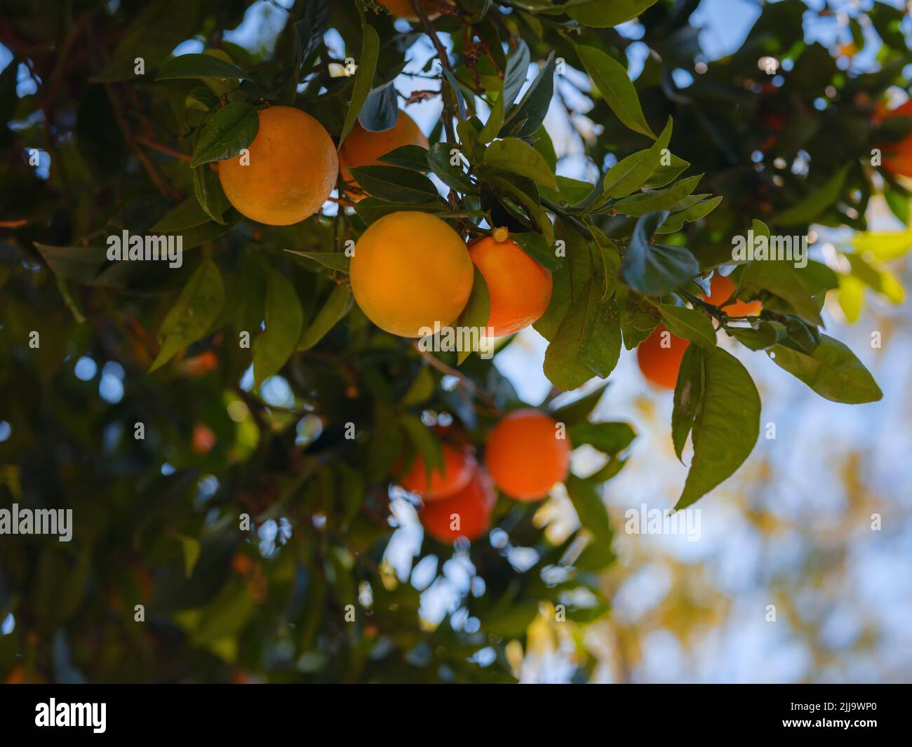 sunny ripe oranges in a garden in Turkey. summer background Stock Photo ...