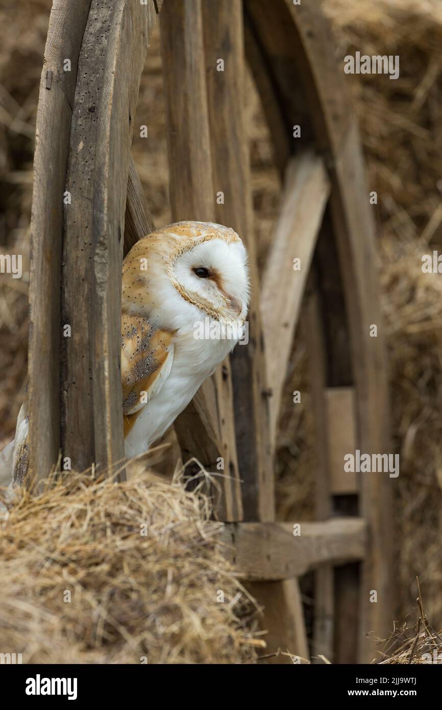 Barn owl Tyto alba (captive), adult perched on wooden wheel amongst hay ...